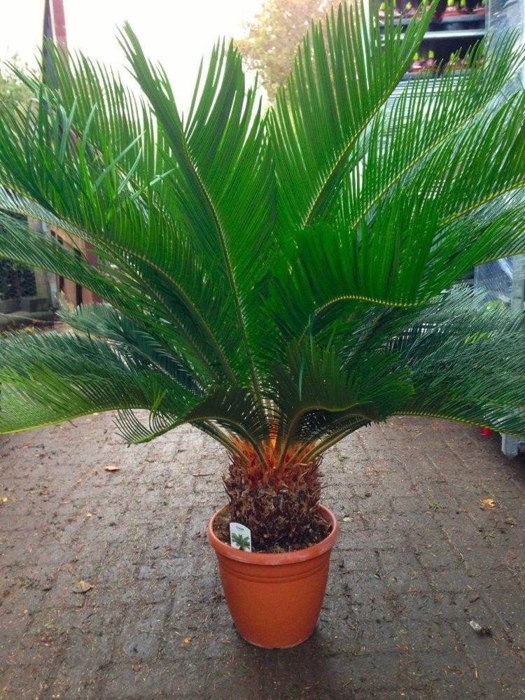HUGE GIANT Cycad - Cycad revoluta - EXTRA LARGE Specimen King Sago Palm ...