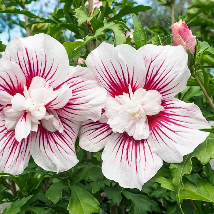 Hibiscus Syriacus Star Burst Chiffon Large Double Flowered Tree Hollyhock