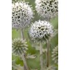 Echinops sphaerocephalus Arctic Glow - Arctic Glow Globe Thistle