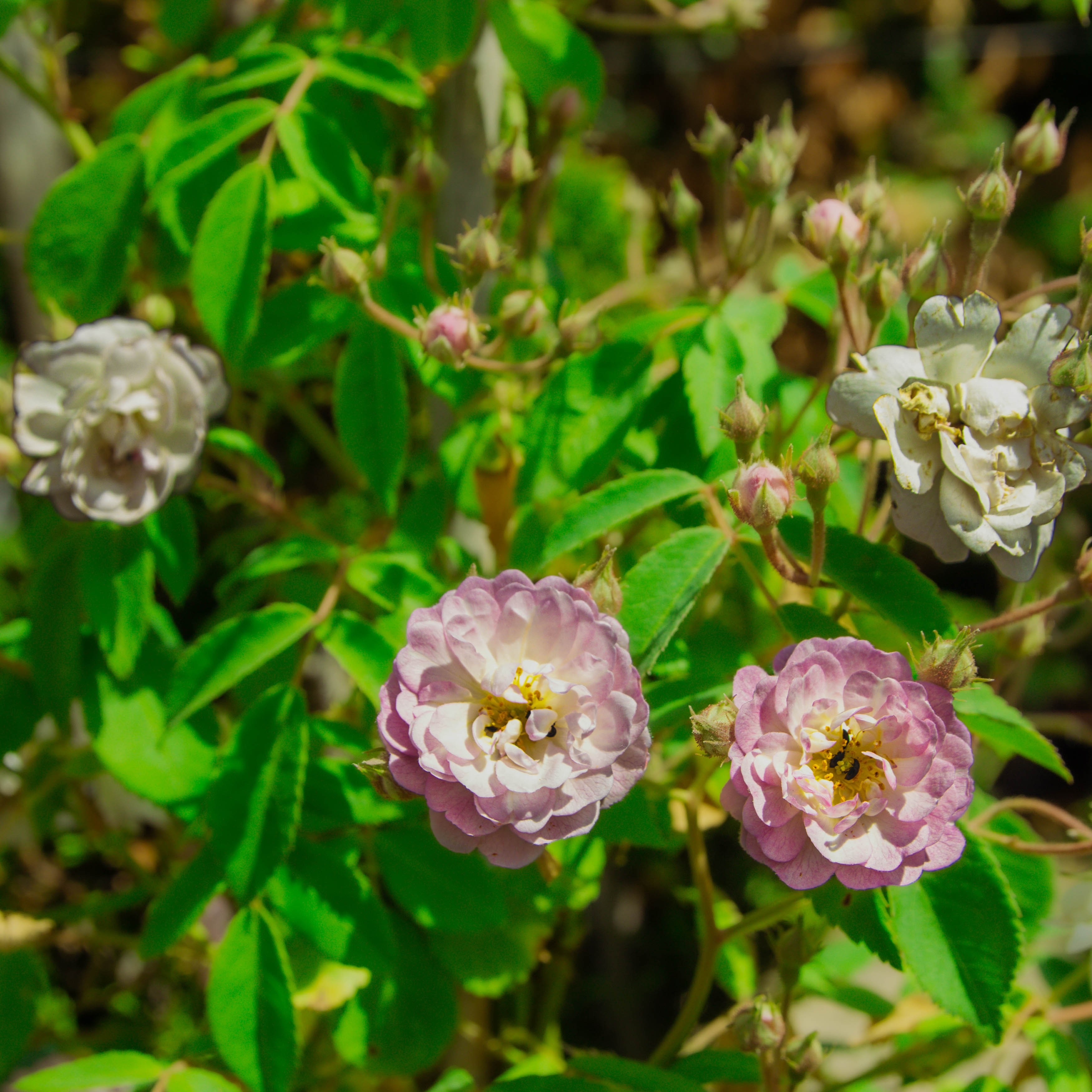 Large 5-6ft Specimen Climbing Rose - Guirlande Rose