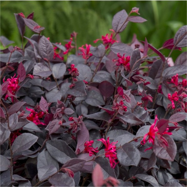 Hamamelis & Loropetalum -Witch Hazel