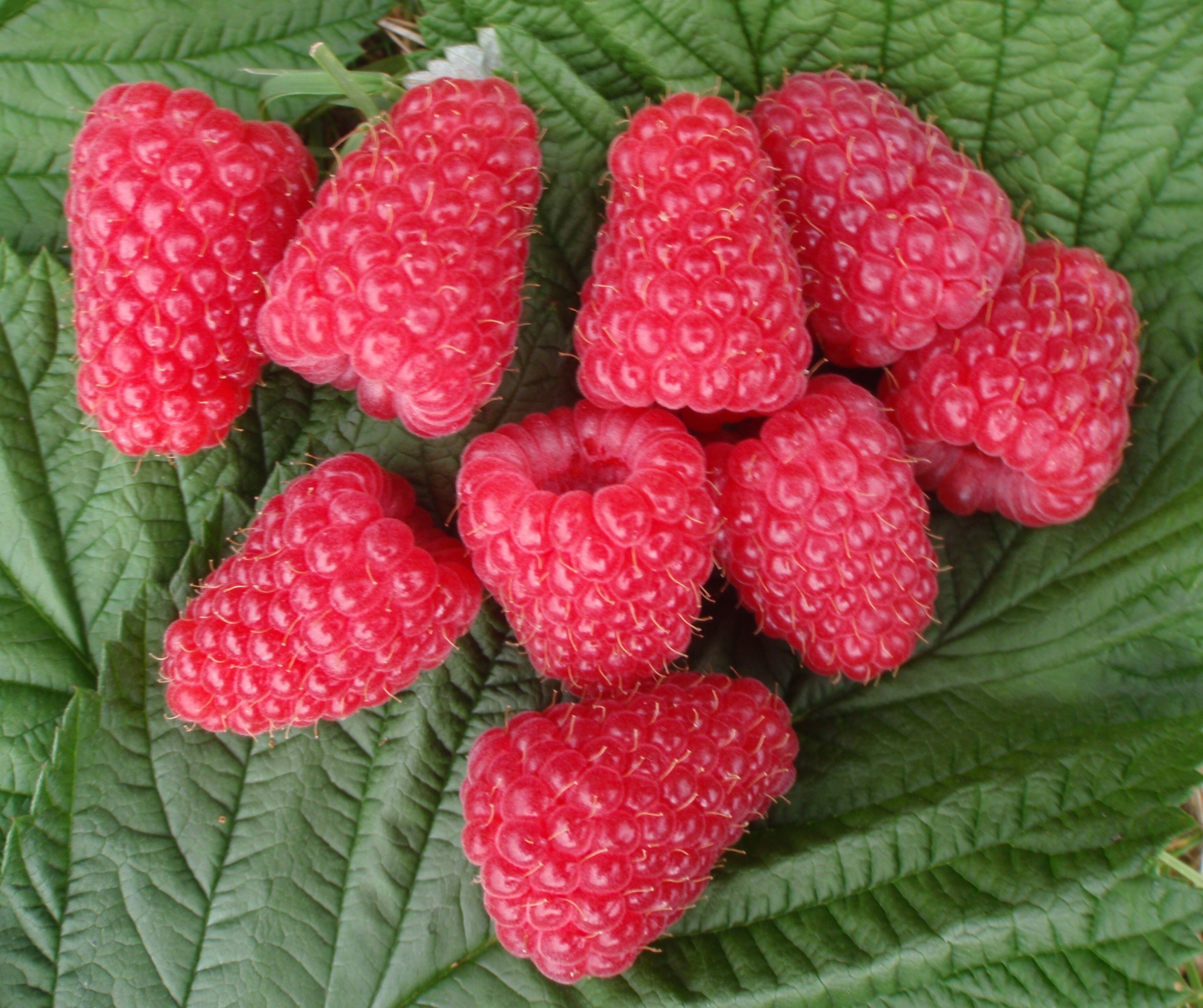 Raspberry GLEN CARRON - Rubus Glen Carron - Pack of FIVE Canes