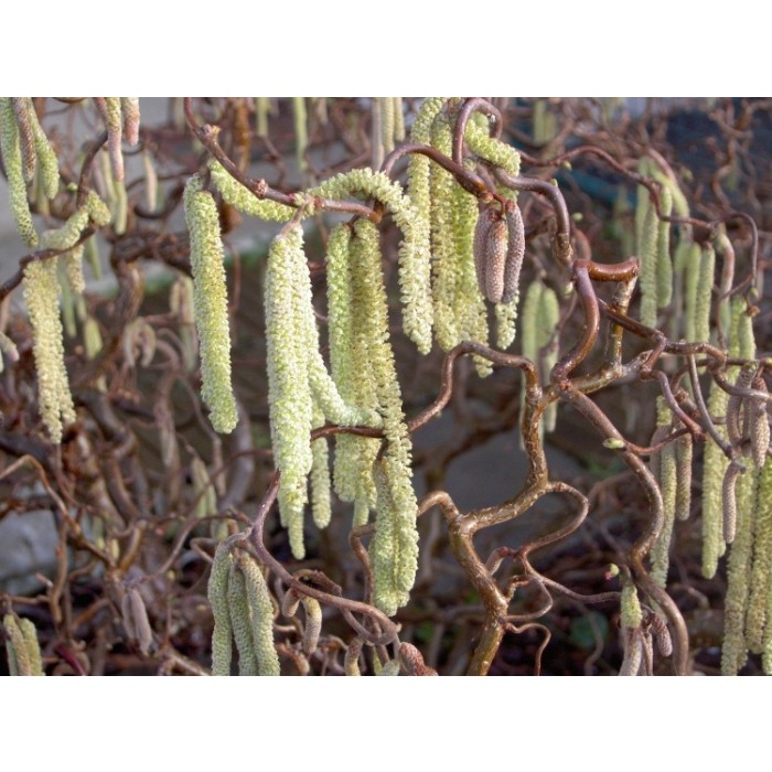 Corylus avellana Contorta - Large Corkscrew Hazel - Specimen Plant
