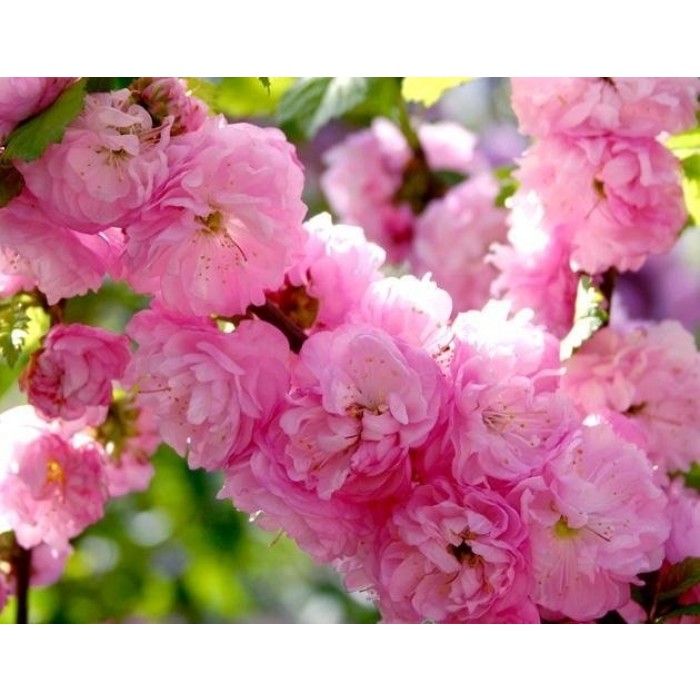 Large 5-6ft - Prunus triloba - Double Flowering Cherry-Almond TREE