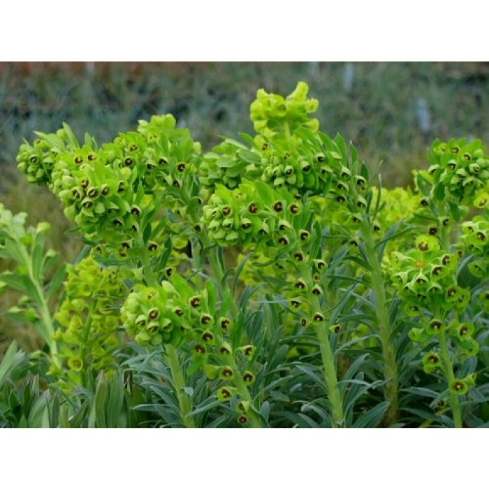 Euphorbia characias Humpty Dumpty - Dwarf Spurge