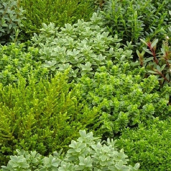 Evergreen Hebe Mini Mix - Pack of FIVE