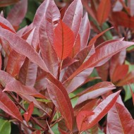 Buy Photinia shrubs | Photinia plants for sale UK delivery