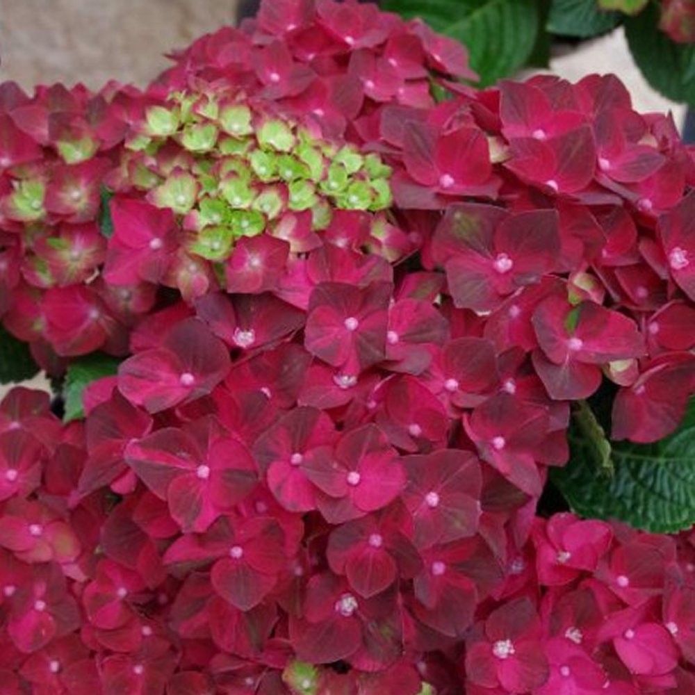 Hydrangea Dark Ruby - Large Flowered Mophead Hydrangea - XXXL Plants