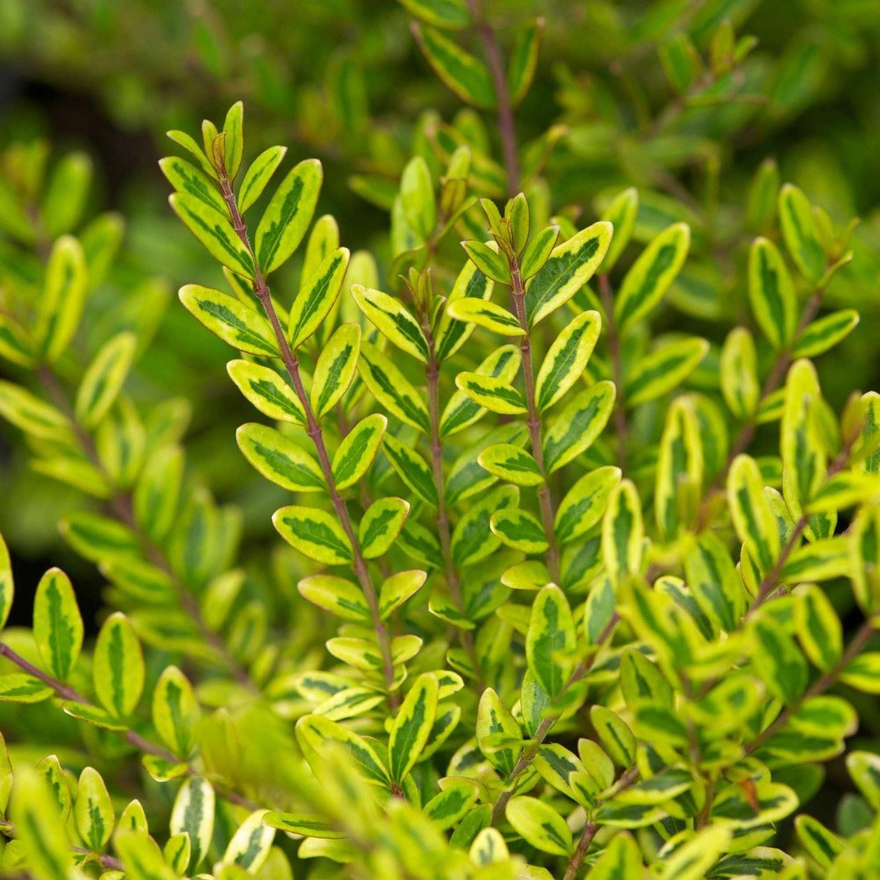 Lonicera nitida Lemon Beauty