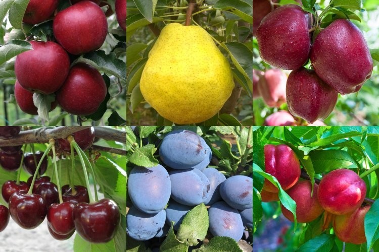 Dwarf Patio PILLAR Fruit Trees Mini Orchard Collection - 6 Different Trees