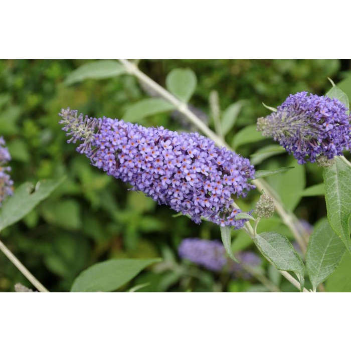 Buddleja Nanho Blue - Buddleia Butterfly Bush