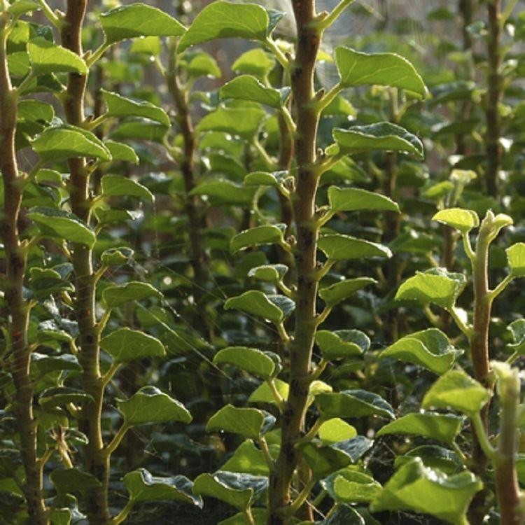 Hedera helix Erecta - Non Flowering shrubby Tree Ivy