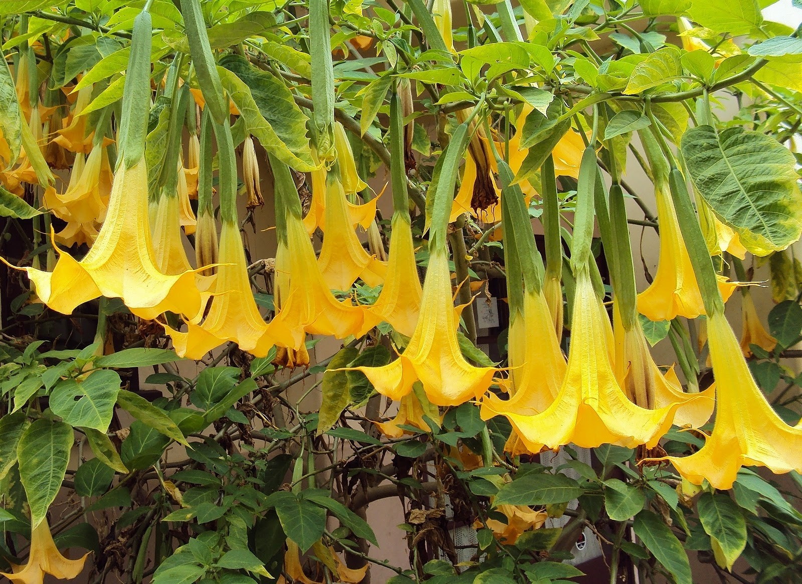 YELLOW Angels Trumpet Plant - Brugmansia