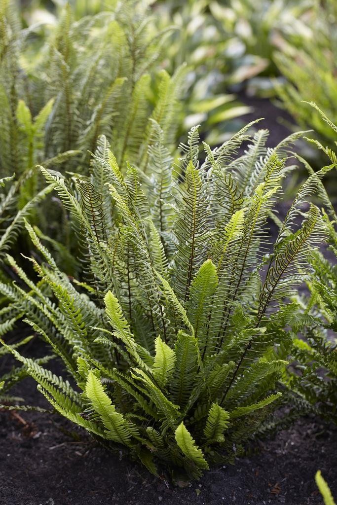 Blechnum spicant - Hard Fern