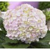 GIANT - Hydrangea 'Avant Garde' - Worlds Largest Hydrangea - In Bud ...