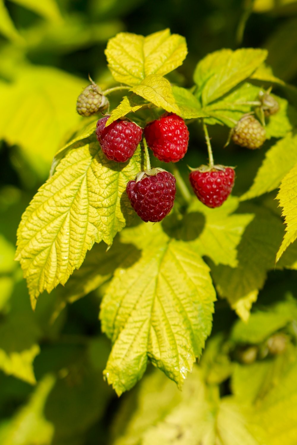 Raspberry Groovy - Dwarf Golden Leaf Summer Fruiting Patio Raspberry ...