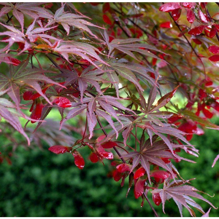 Acer palmatum Suminagashi - Japanese Maple