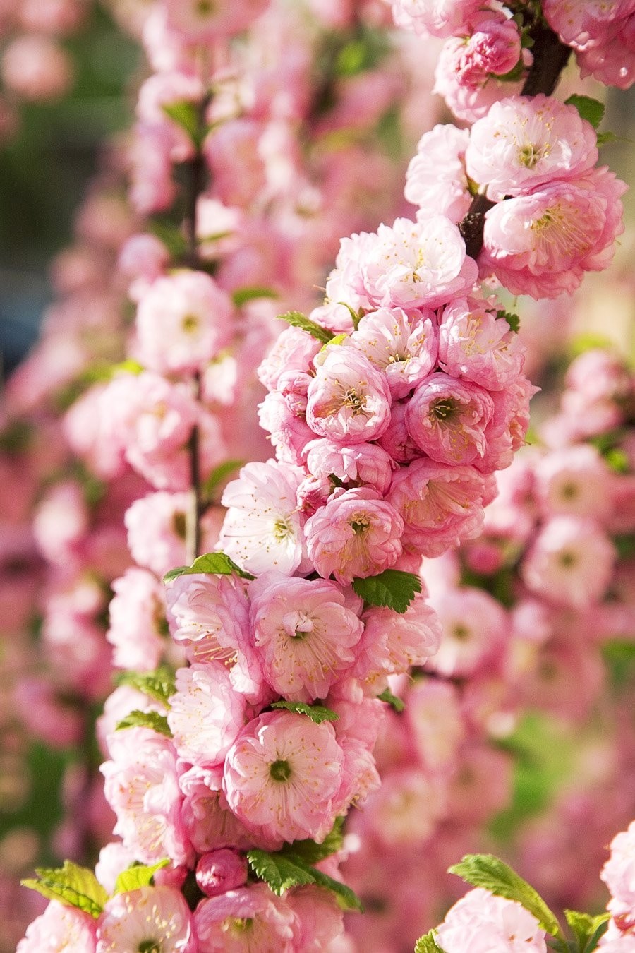 Prunus triloba - Double Flowering Cherry-Almond - LARGE 100-120cm SHRUB