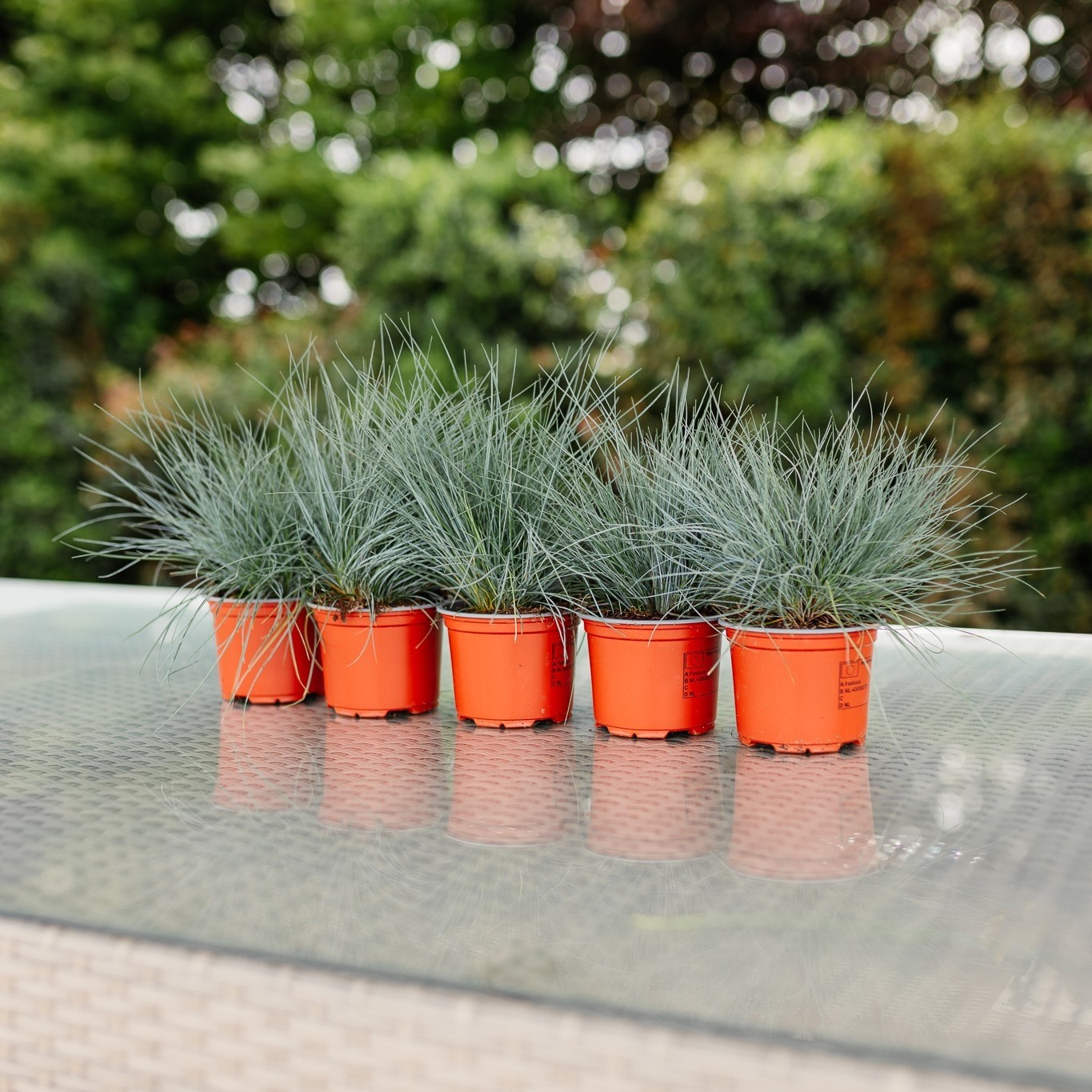 Festuca glauca Blue Fescue - Pack of FIVE