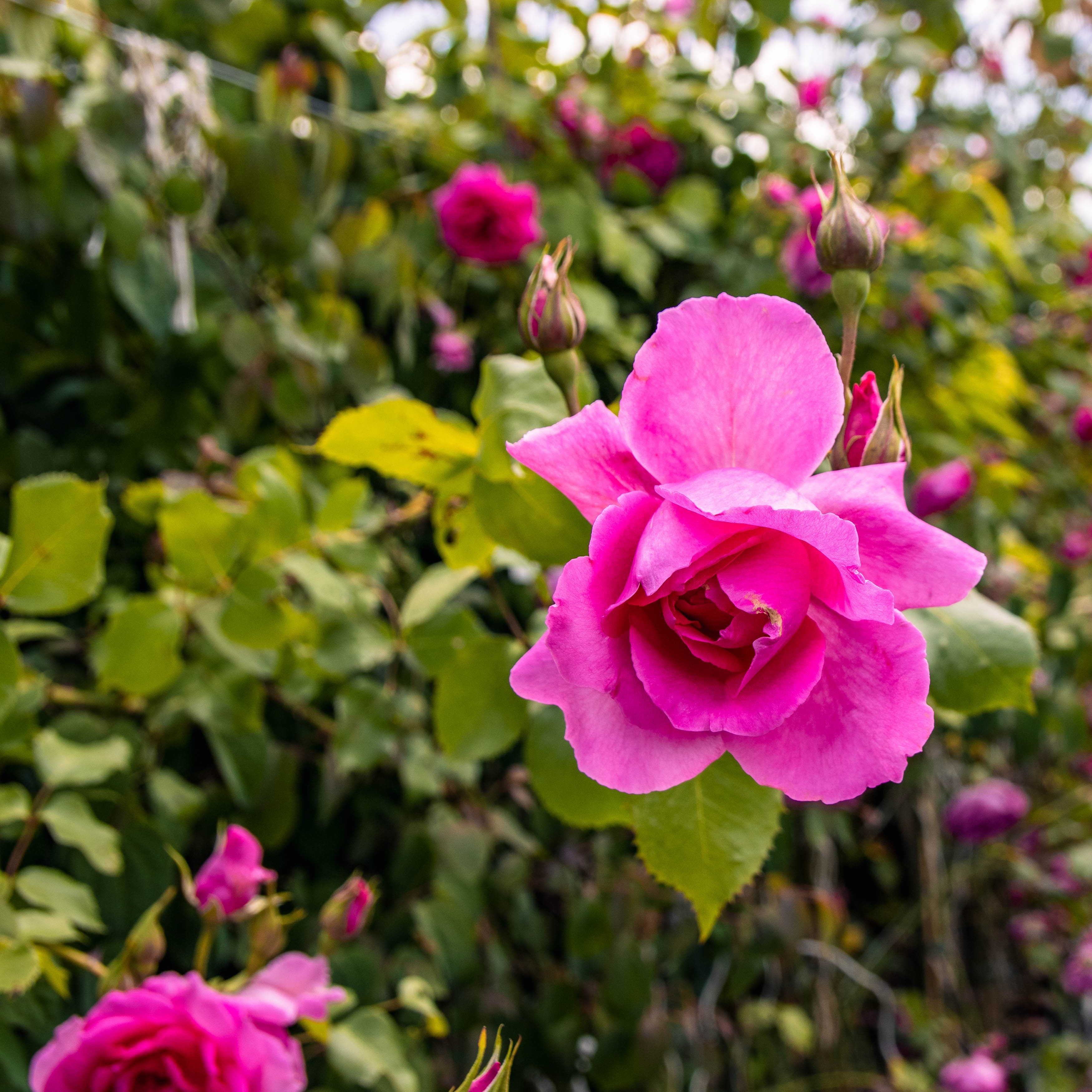 Large 5-6ft Specimen - Climbing Rose Bantry Bay