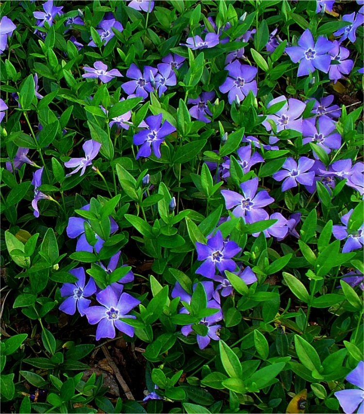 Vinca minor - Blue Flowered Evergreen Ground Cover - Lesser Periwinkle ...