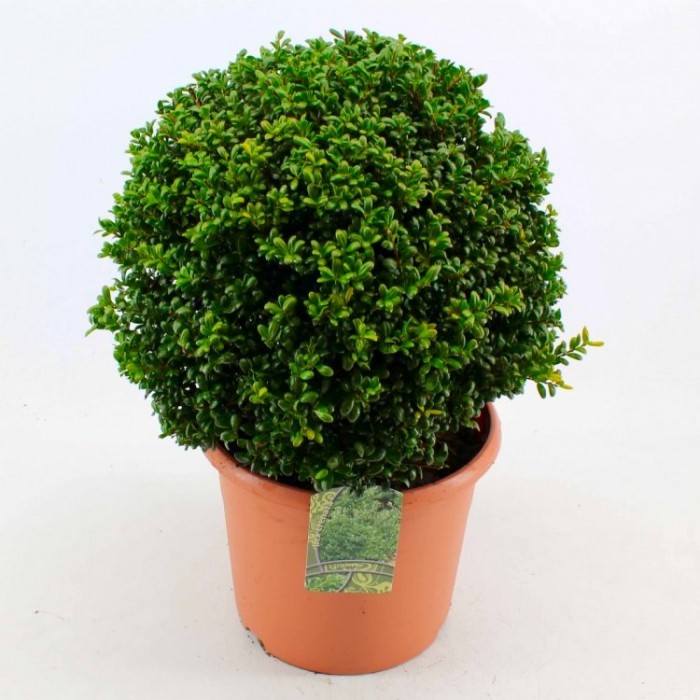 Topiary Ball - Ilex crenata Green Glory - Box leaved Japanese Holly