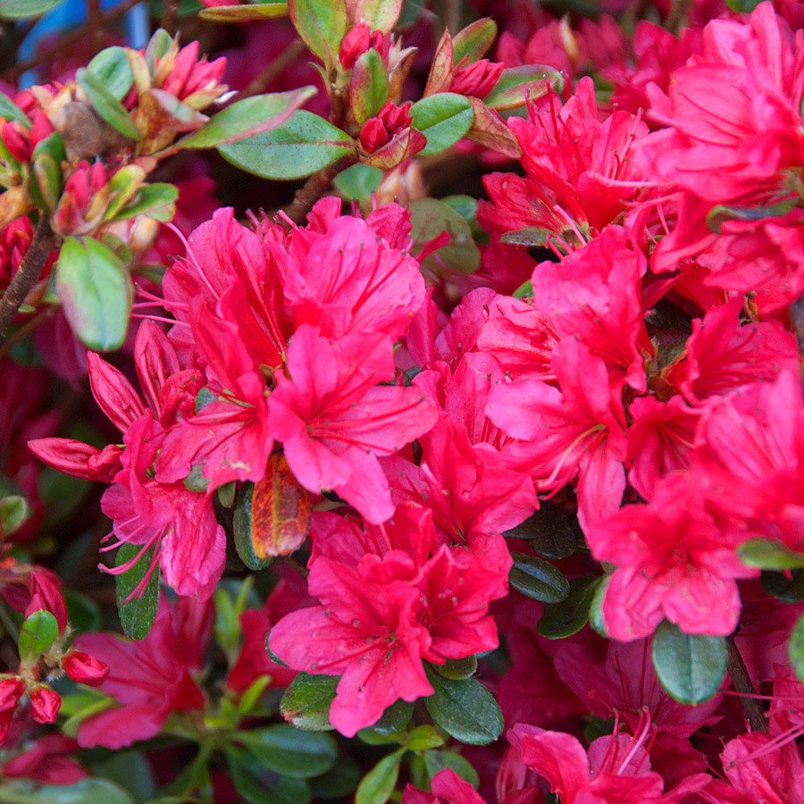 Azalea japonica 'Red Bird' - Evergreen Japanese Azalea - Pack of THREE ...