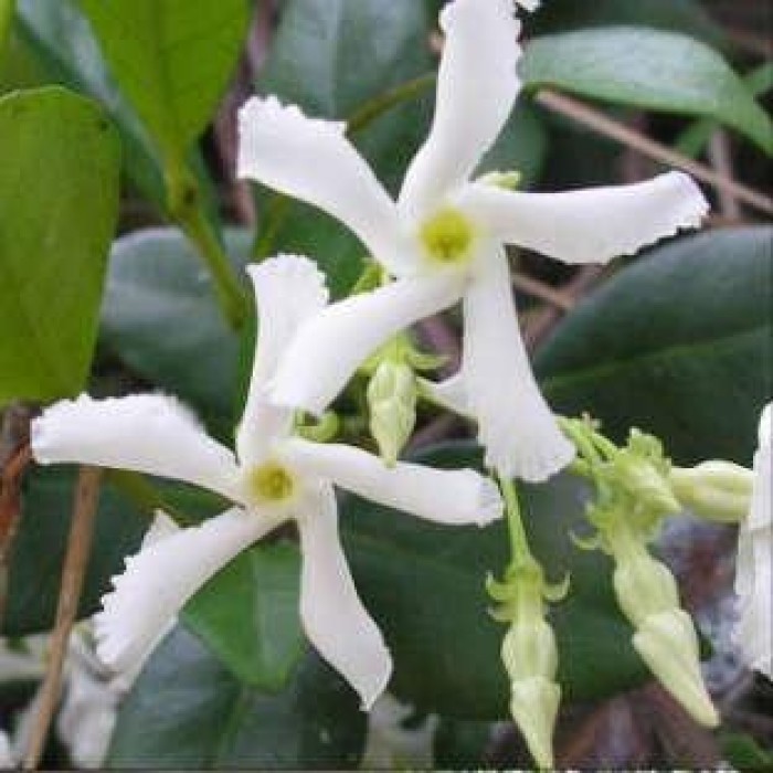 Trachelospermum jasminoides - Star Jasmine Rhyncospermum