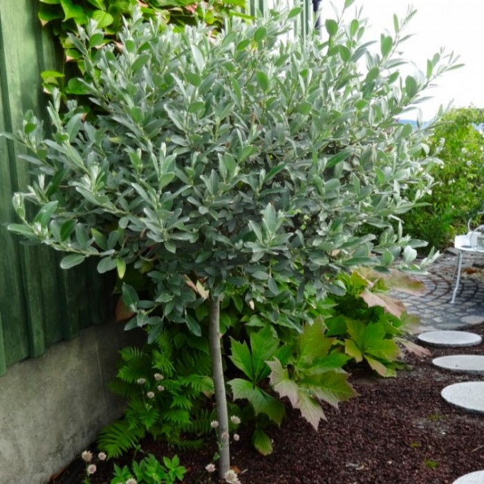 Hardy Silvery Topiary Oliver Tree - Salix helvetica - Swiss Willow ...