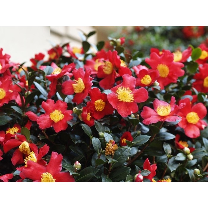 Camellia Yuletide