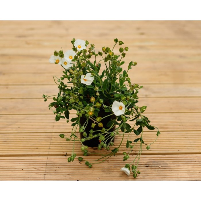 Cistus salviifolius - White Rock Rose