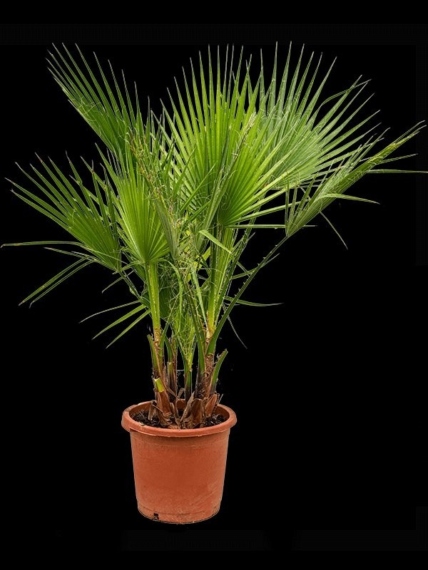 GIant circa 3-4ft Hardy Mexican Fan Palm - Washingtonia Robusta Cotton ...