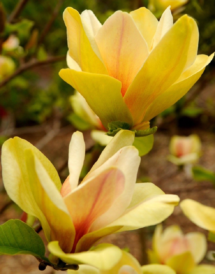 Magnolia Sunsation - New, Rare Tulip Tree with Golden Blushed Flowers ...