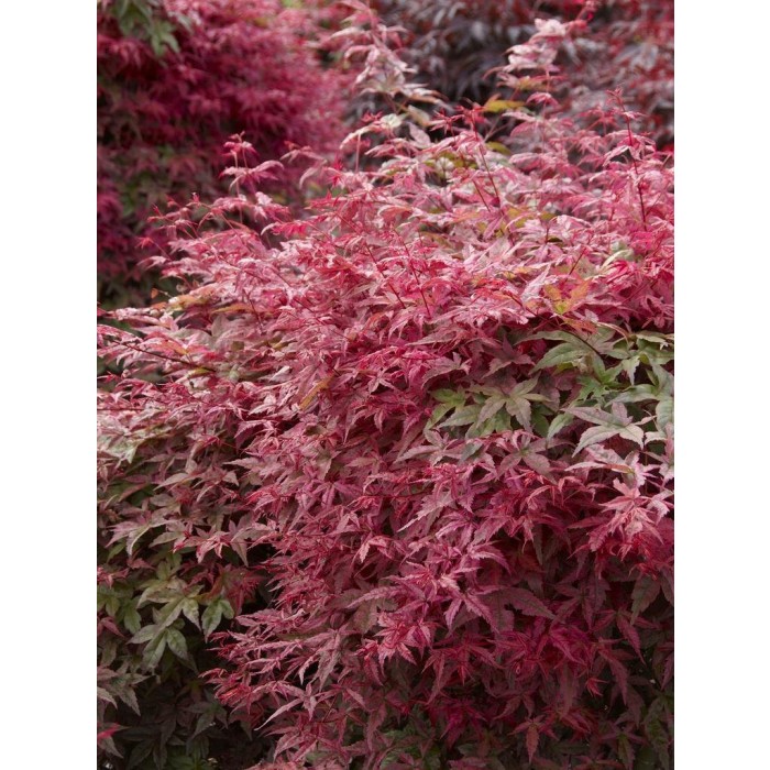 Acer palmatum Deshojo - Large Japanese Maple 80-100cm