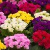 Primula acaulis Primlet - Tropical Mix Rosebud Double Primroses in ...