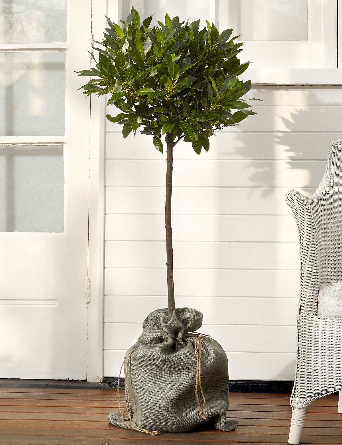 Lollipop Standard Bay Tree - Laurus nobilis - 80cm in in Rustic Jute ...