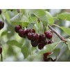 CHERRY TREE - Multi-Variety Fruit Tree - CHERRY - 5 varieties on one Tree!