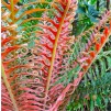 LARGE - Blechnum brasiliense 'Volcano' - Red Brazilian Tree Fern