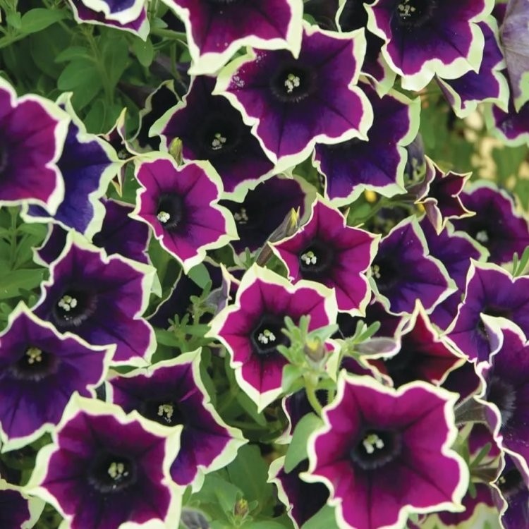 Petunia cascadia Rim Magenta - In Bud & Bloom