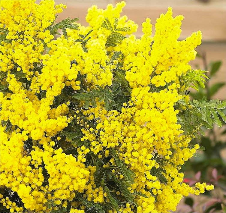 Acacia dealbata - Mimosa Tree Patio Standard