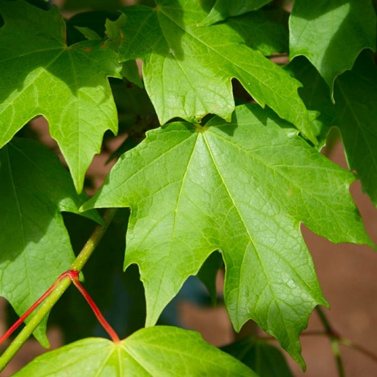 Acer saccharum - Grow your own Maple Syrup Tree!