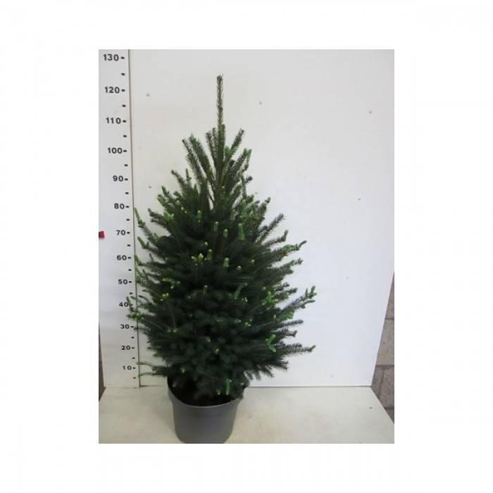 Fresh 'Little Santa' Christmas Tree - 100cm Potted Spruce