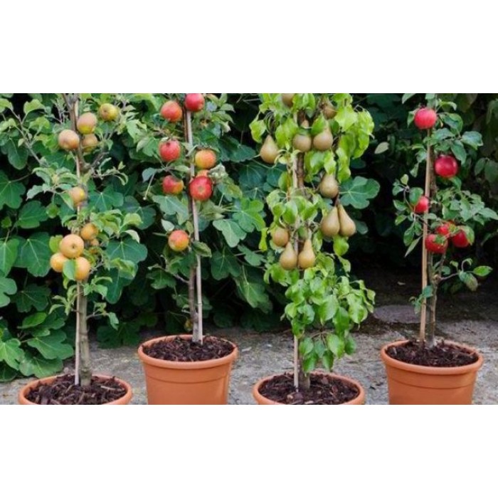Dwarf Patio PILLAR Fruit Trees Mini Orchard Collection - FOUR Different ...