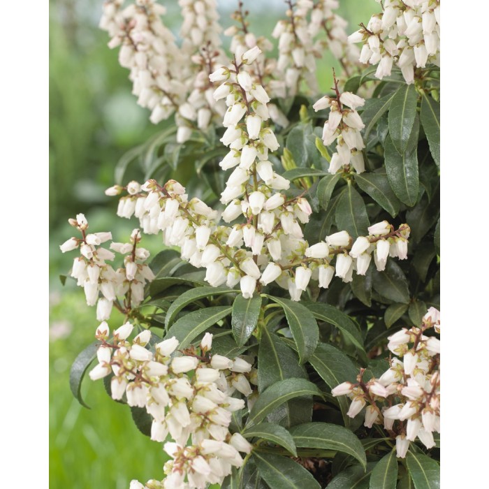 Pieris japonica 'Bonfire'