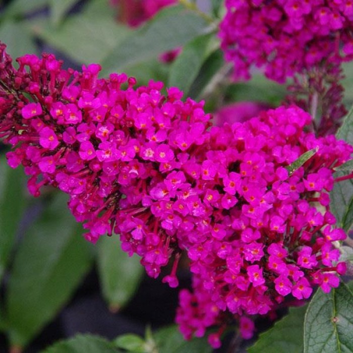 Buddleja Buzz 'Hot Raspberry'