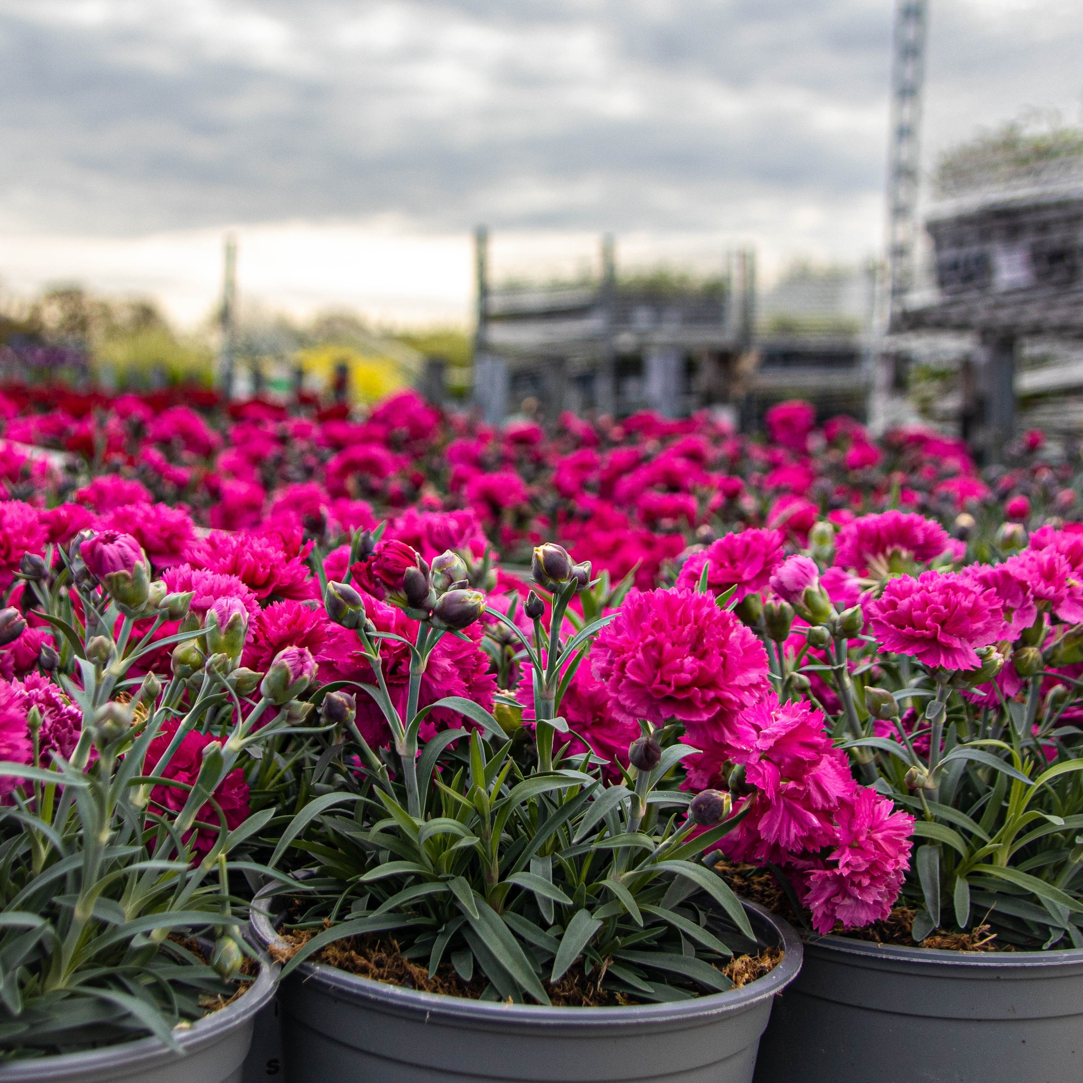 Dianthus 'Early Bird' Sherbet - Cottage Garden Pink in Bud & Bloom