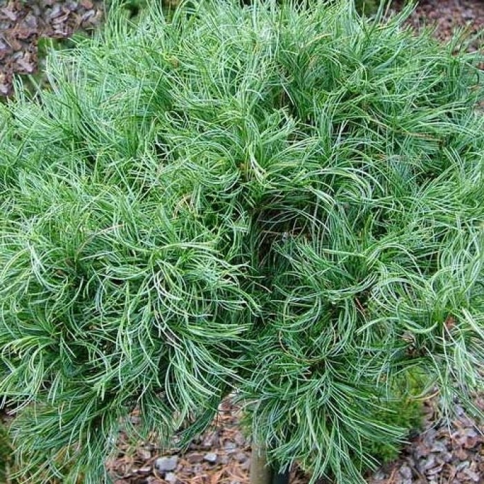 Pinus strobus Tiny Kurls