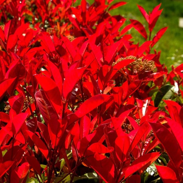 PAIR of Evergreen Photinia Little Red Robin Trees - 100cm