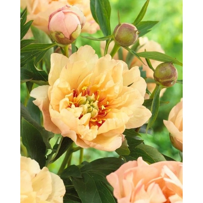 Peony itoh 'Callies Memory' - Paeonia itoh