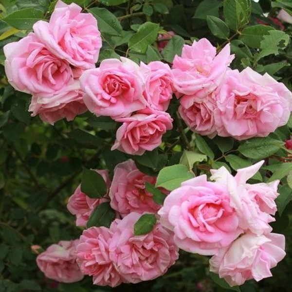 Page 3 | Climbing Roses for Sale UK | Gardening Express